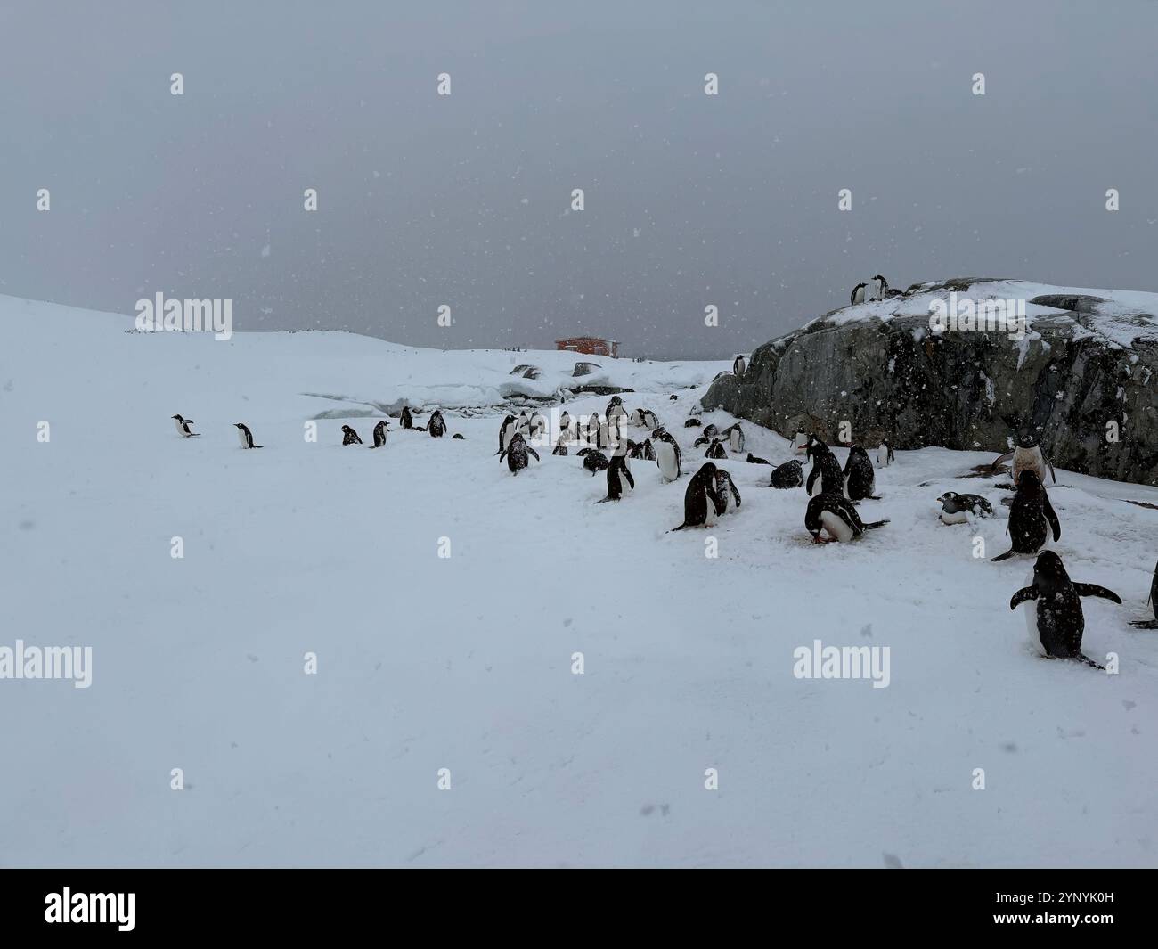 Explore Antarctica 2025. Antarctica mountains, sea and penguin in South ...