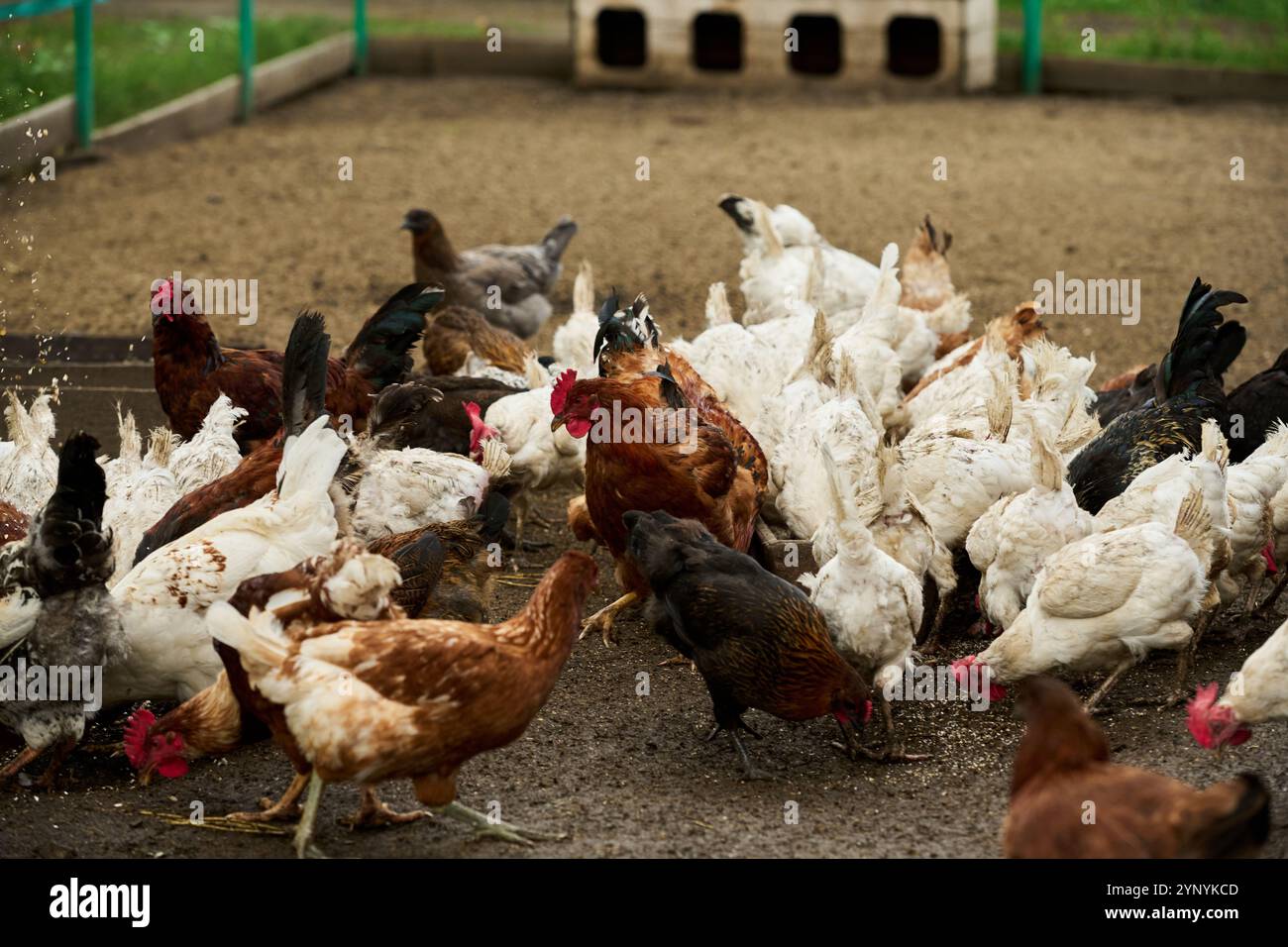 Large group of chickens pecking oat, grains and other poultry feed on ...