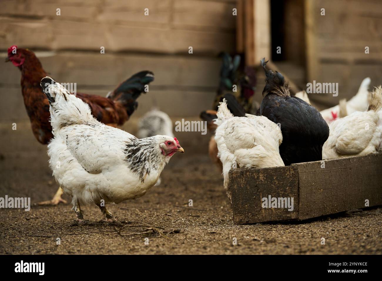 Bred free range hens pecking poultry feed on the ground and in manger ...