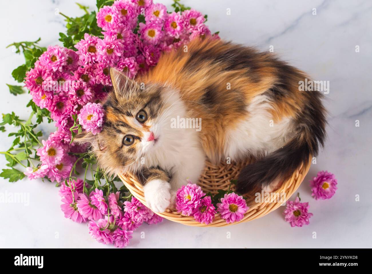 Calico kitten and flowers hi-res stock photography and images - Alamy
