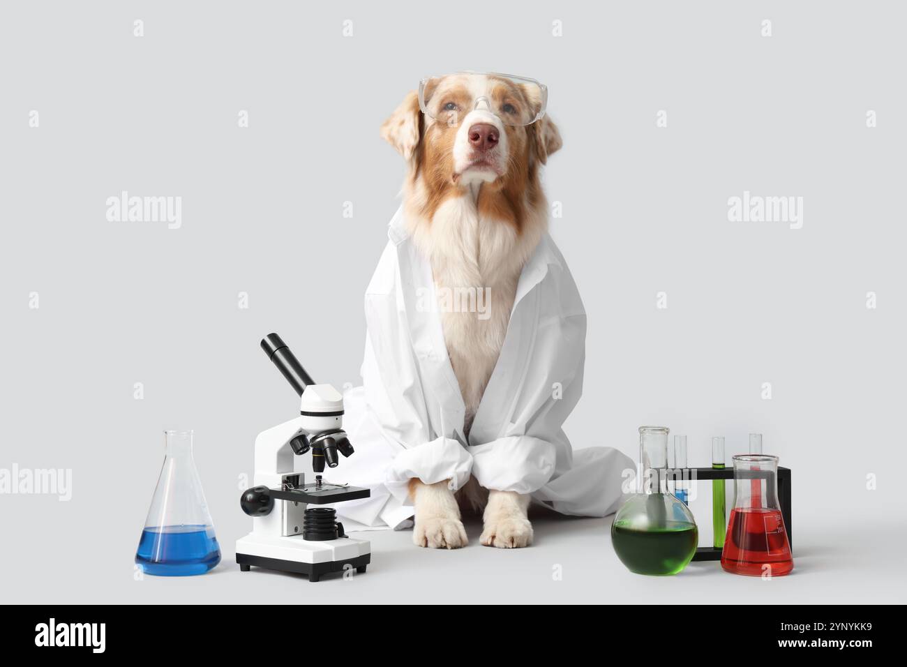 Cute Australian Shepherd dog in lab coat with microscope and chemical flasks on light background ...