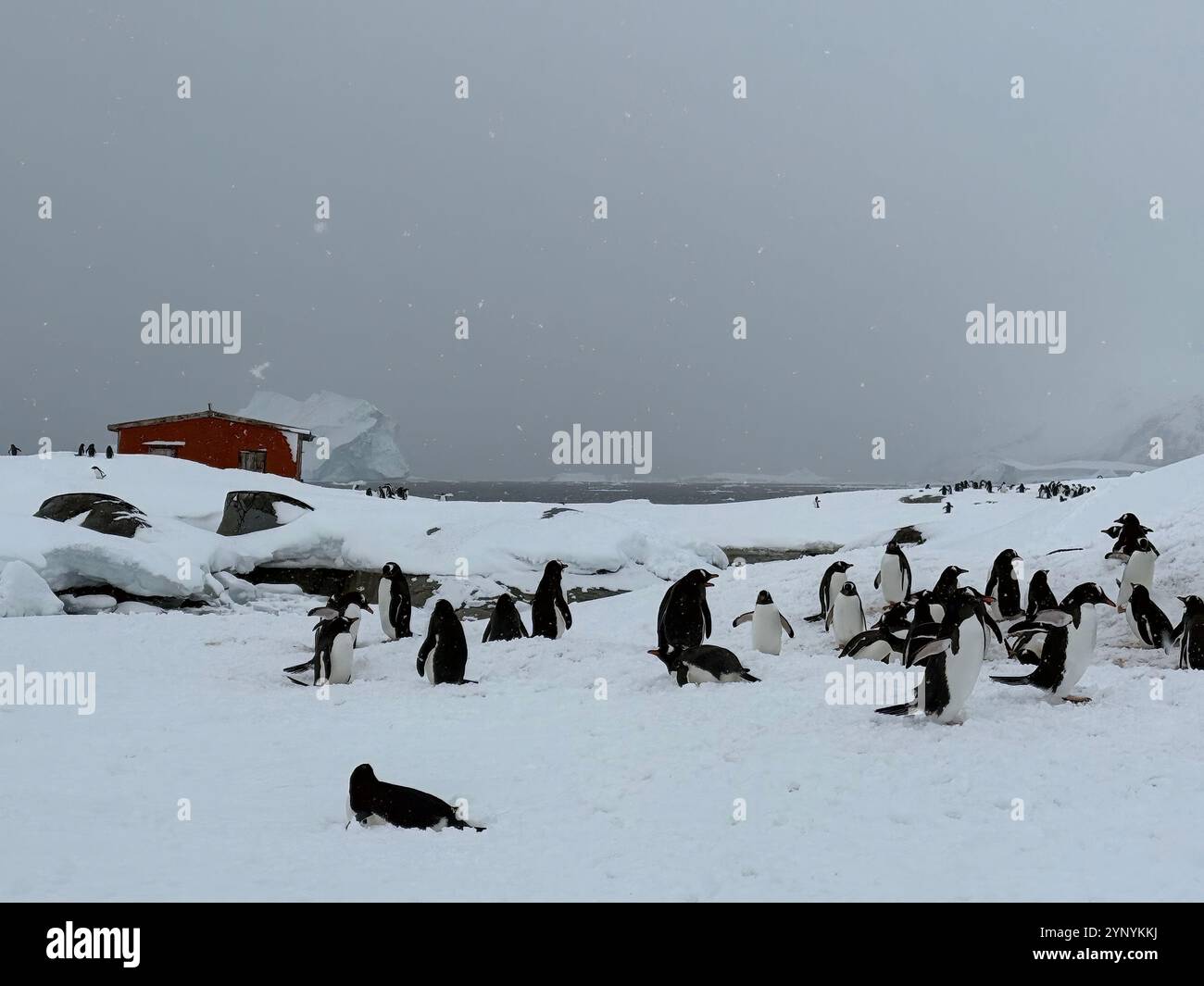 Explore Antarctica 2025. Antarctica mountains, sea and penguin in South ...