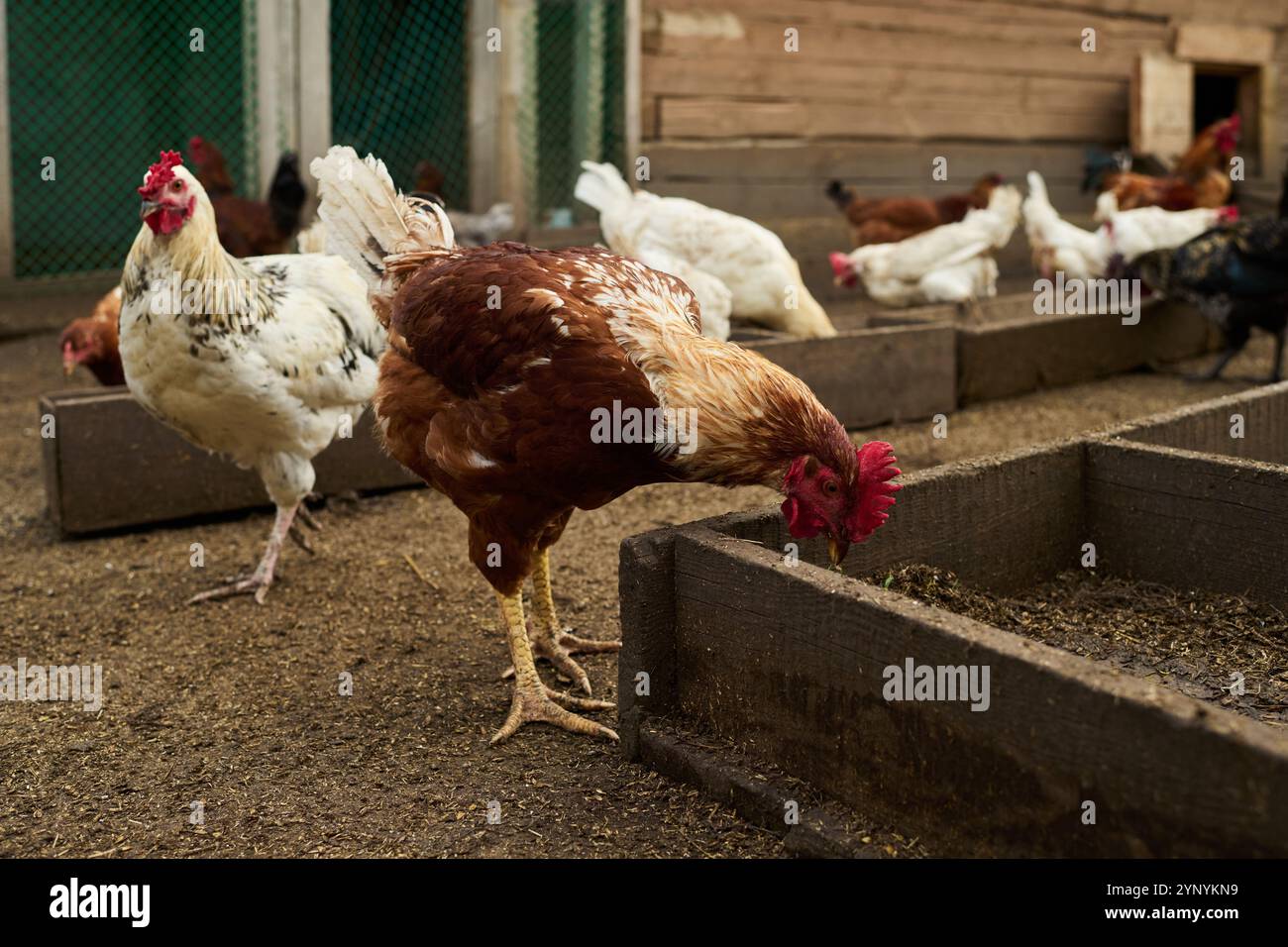 Bred brown chicken pecking poultry feed in manger in front of camera ...