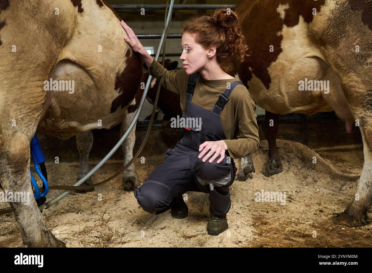 Young woman in workwear touching dairy cow with milking machine drawing ...