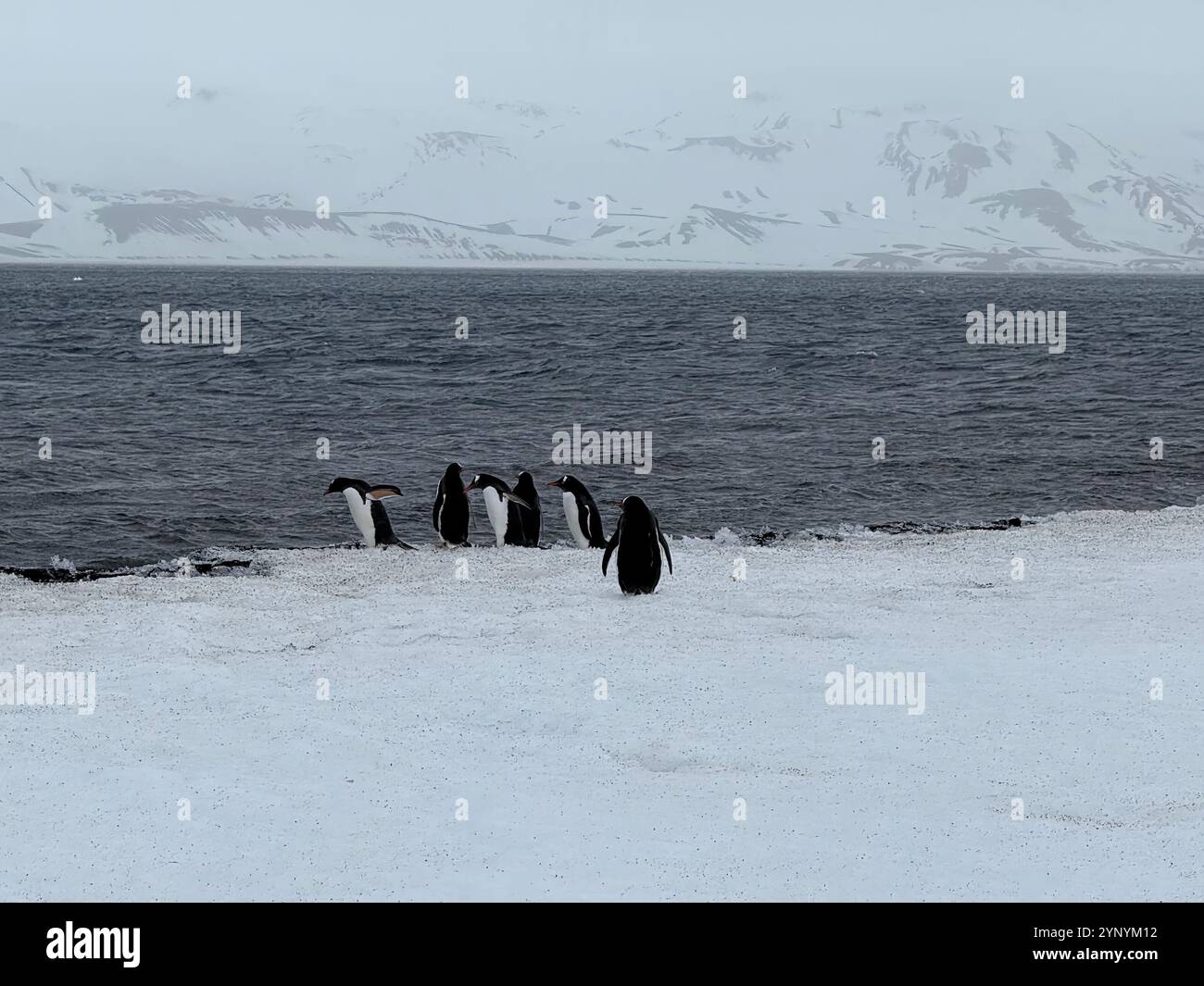 Explore Antarctica 2025. Antarctica mountains, sea and penguin in South ...