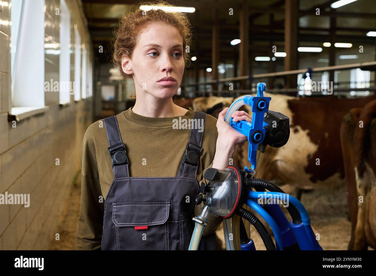 Young female farm worker with milking machine in hand walking along ...