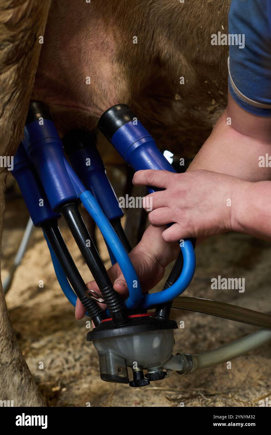 Milkmaid adjusting work of machine on udder of dairy cow or checking ...
