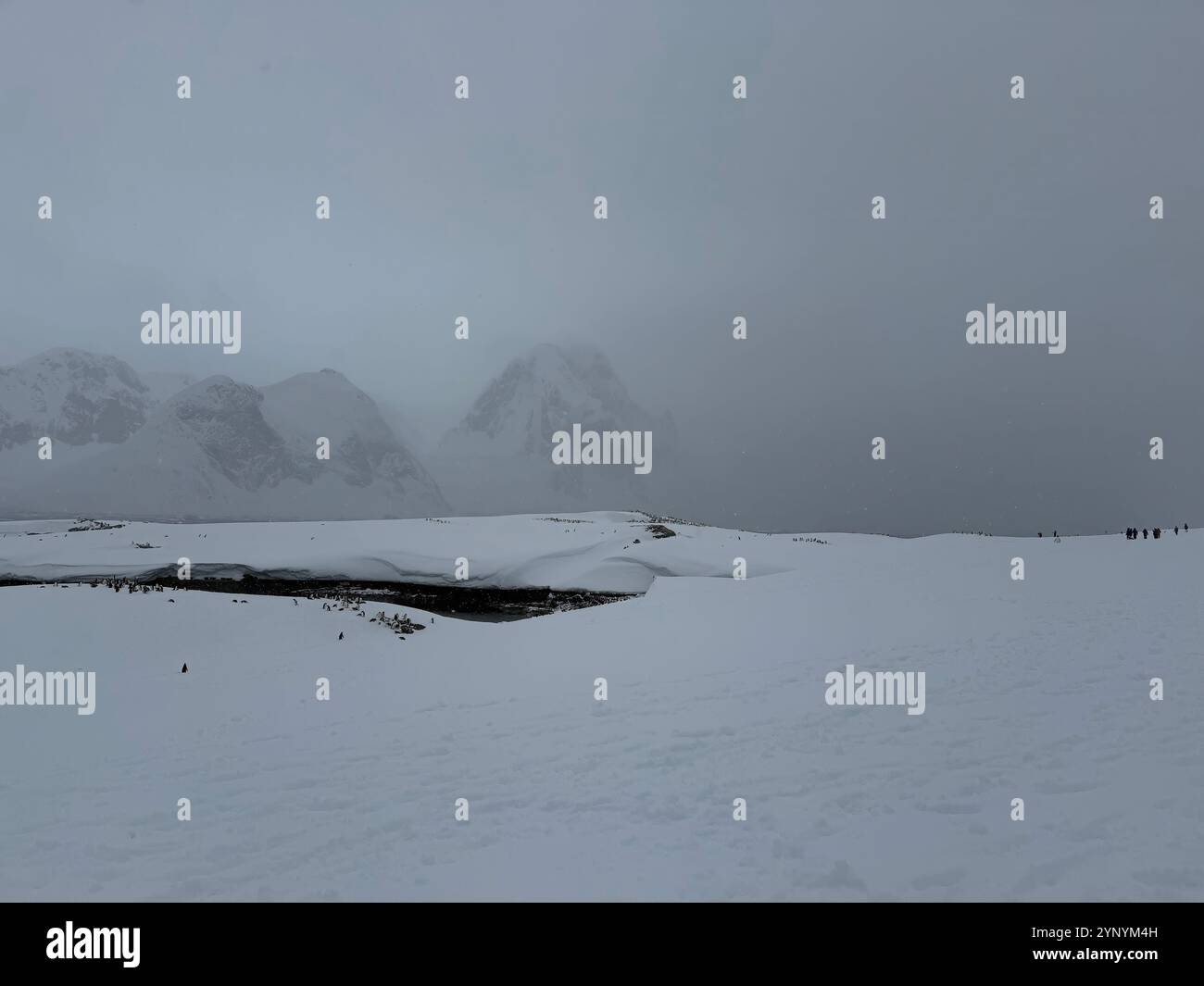 Explore Antarctica 2025. Antarctica mountains, sea and penguin in South ...