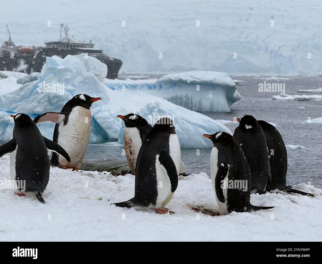 Explore Antarctica 2025. Antarctica mountains, sea and penguin in South ...