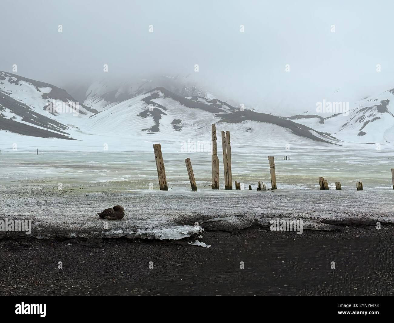 Explore Antarctica 2025. Antarctica mountains, sea and penguin in South ...