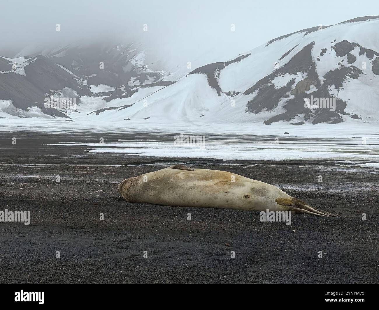 Explore Antarctica 2025. Antarctica mountains, sea and penguin in South ...