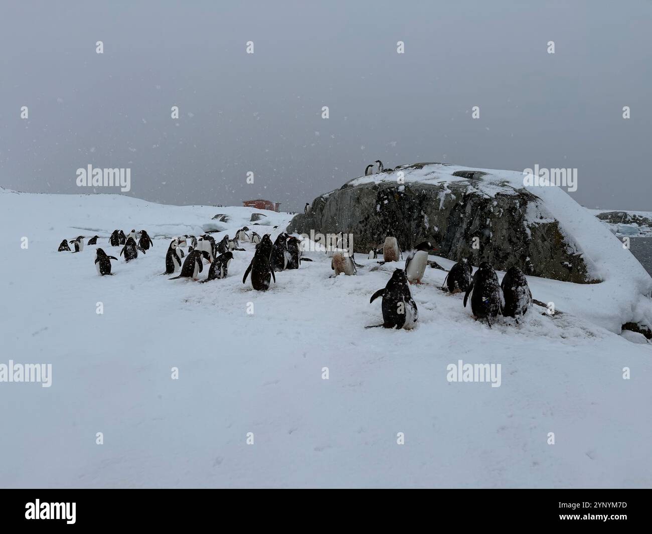 Explore Antarctica 2025. Antarctica mountains, sea and penguin in South ...