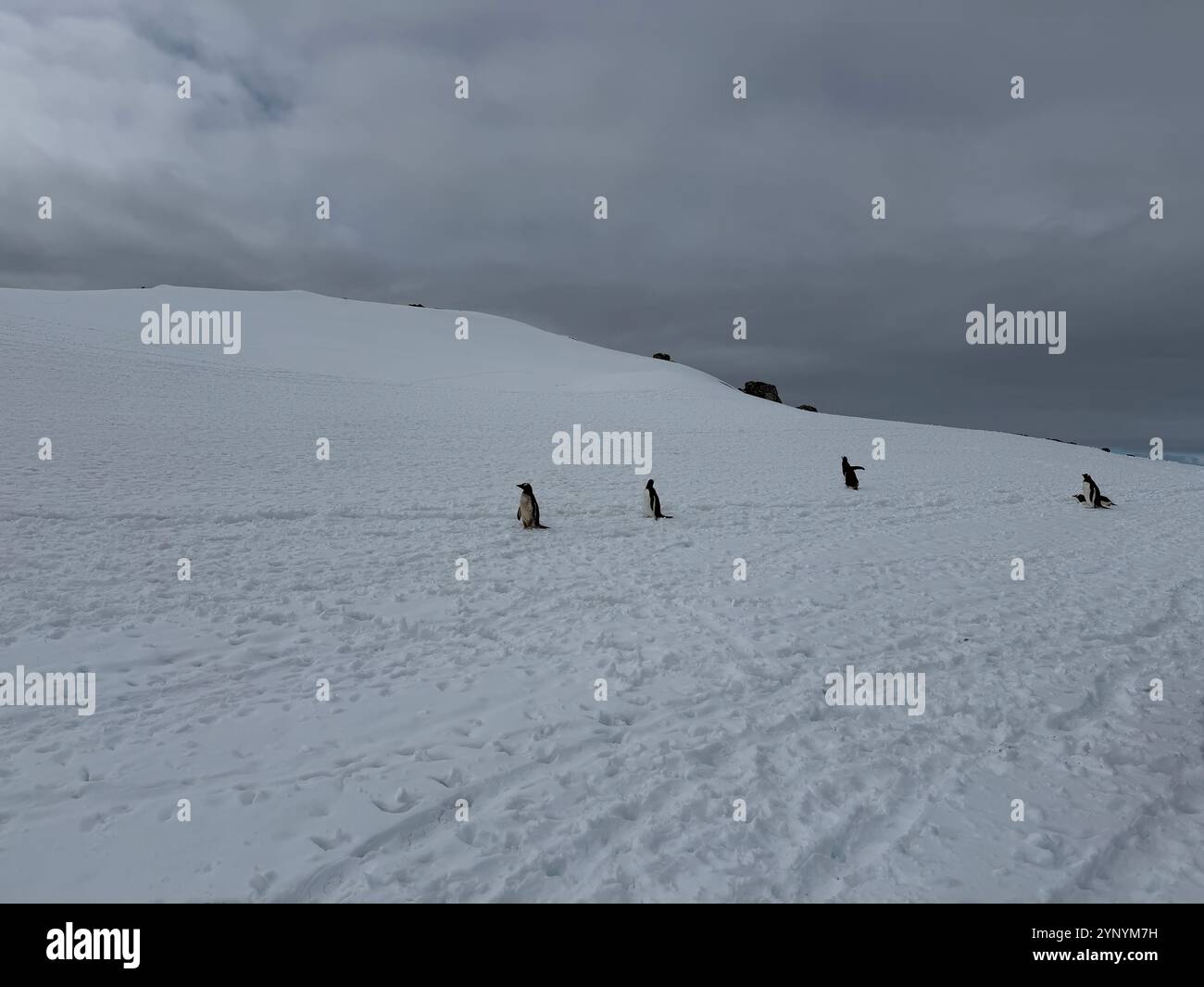 Explore Antarctica 2025. Antarctica mountains, sea and penguin in South ...