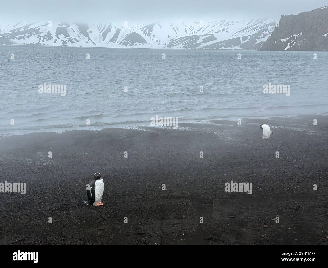 Explore Antarctica 2025. Antarctica mountains, sea and penguin in South ...