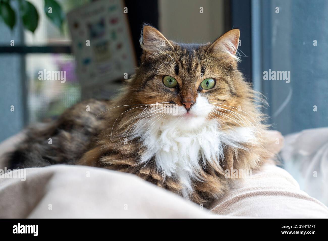 Long haired tabby Norwegian Forest cat Stock Photo - Alamy