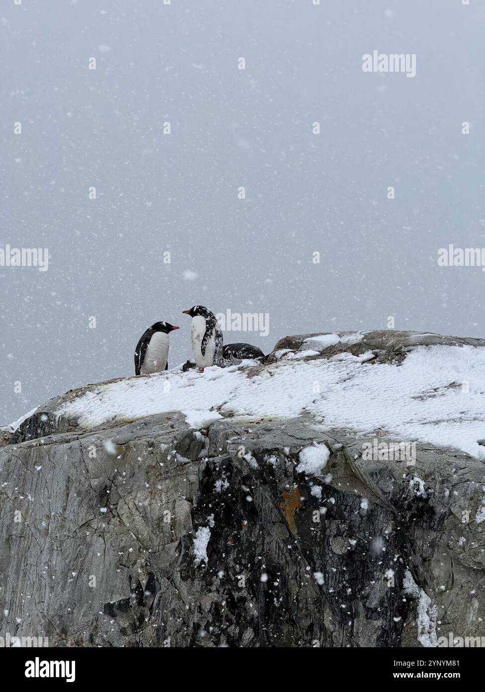 Explore Antarctica 2025. Antarctica mountains, sea and penguin in South ...