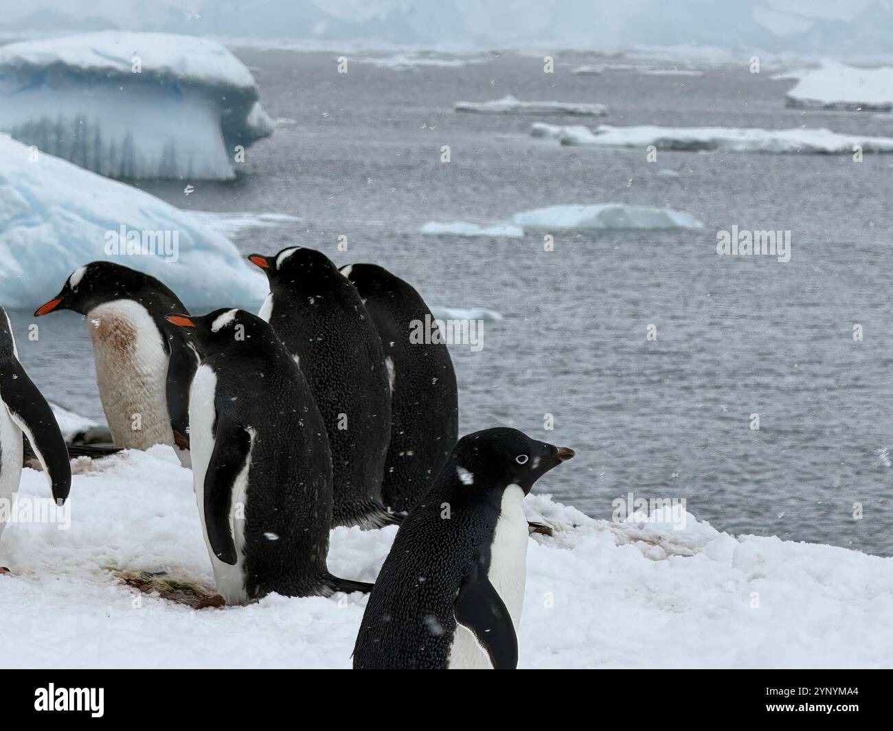 Explore Antarctica 2025. Antarctica mountains, sea and penguin in South ...