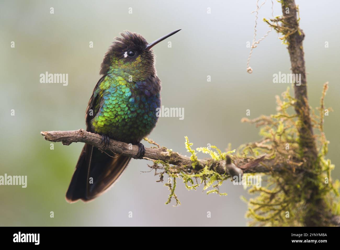 Fire-throated hummingbird (Panterpe insignis), Parque National Los ...