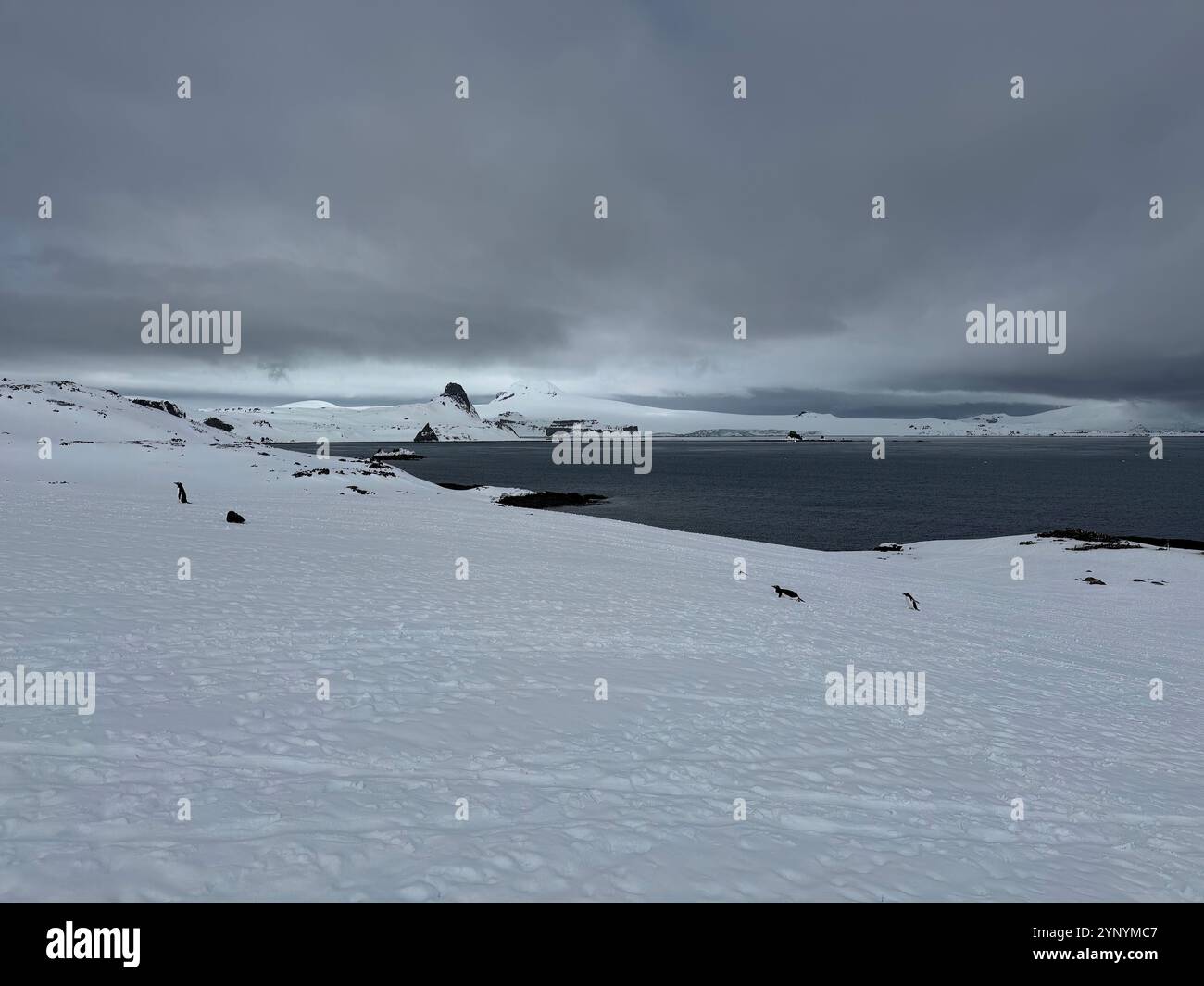Explore Antarctica 2025. Antarctica mountains, sea and penguin in South ...