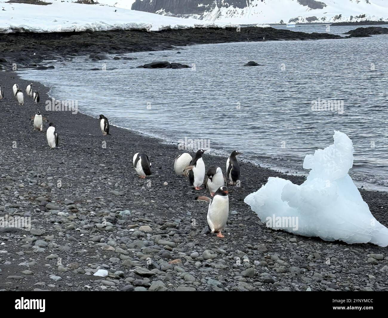 Explore Antarctica 2025. Antarctica mountains, sea and penguin in South ...
