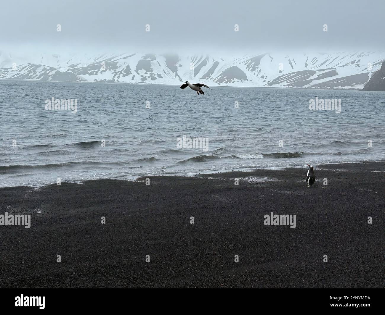 Explore Antarctica 2025. Antarctica mountains, sea and penguin in South ...