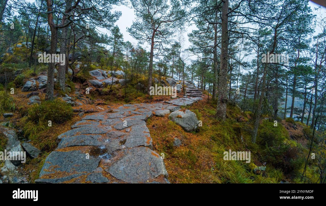 A scenic forest path with stone steps winding through pine trees and ...