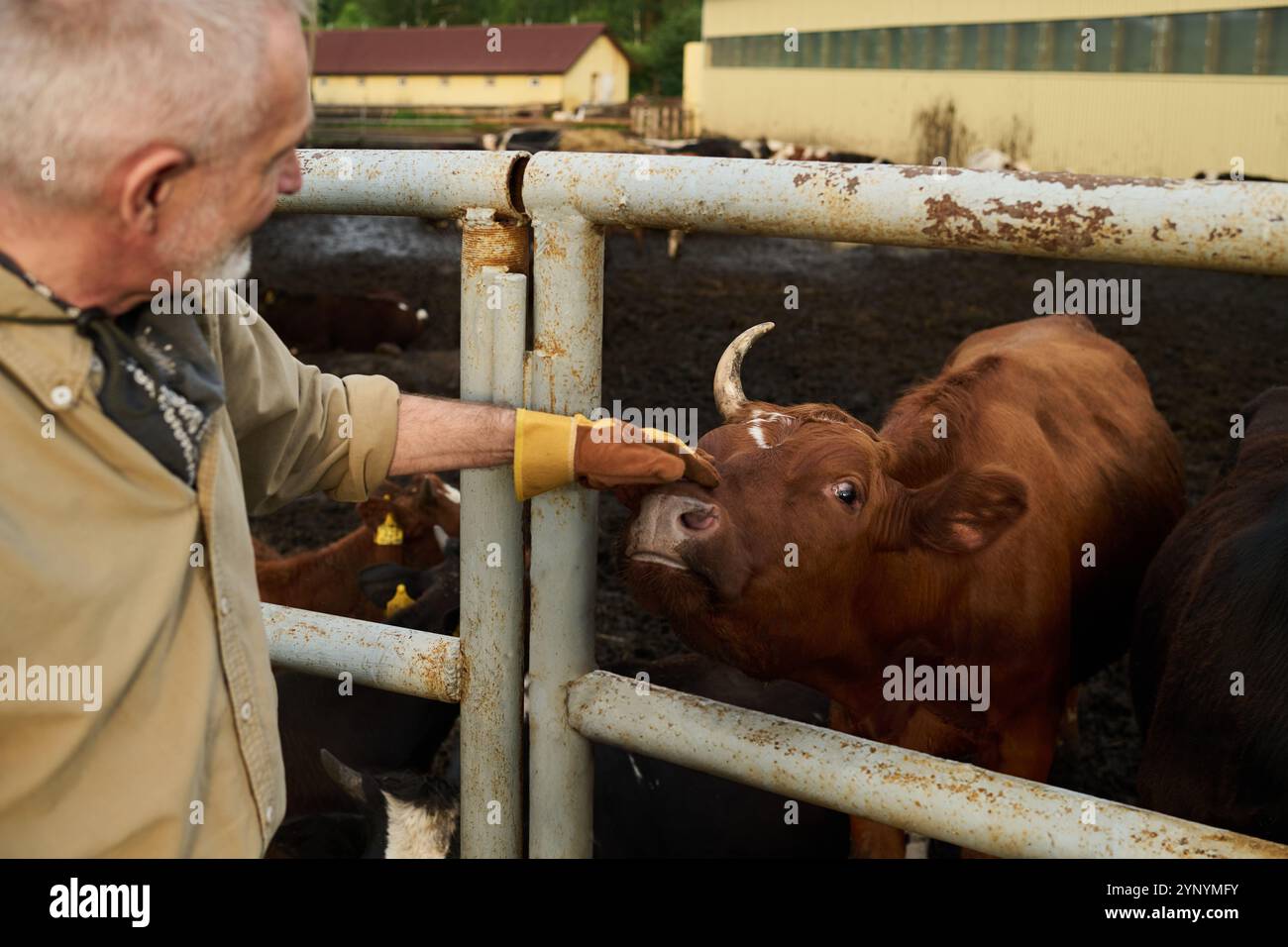Purebred cow with horns standing in cattle pen in front of senior male ...