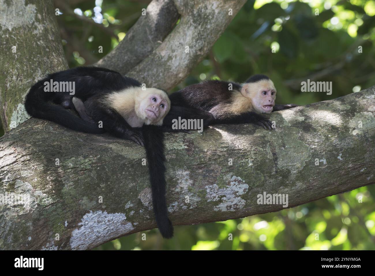 White-shouldered capuchin monkeys (Cebus capucinus), Manuel Antonio ...
