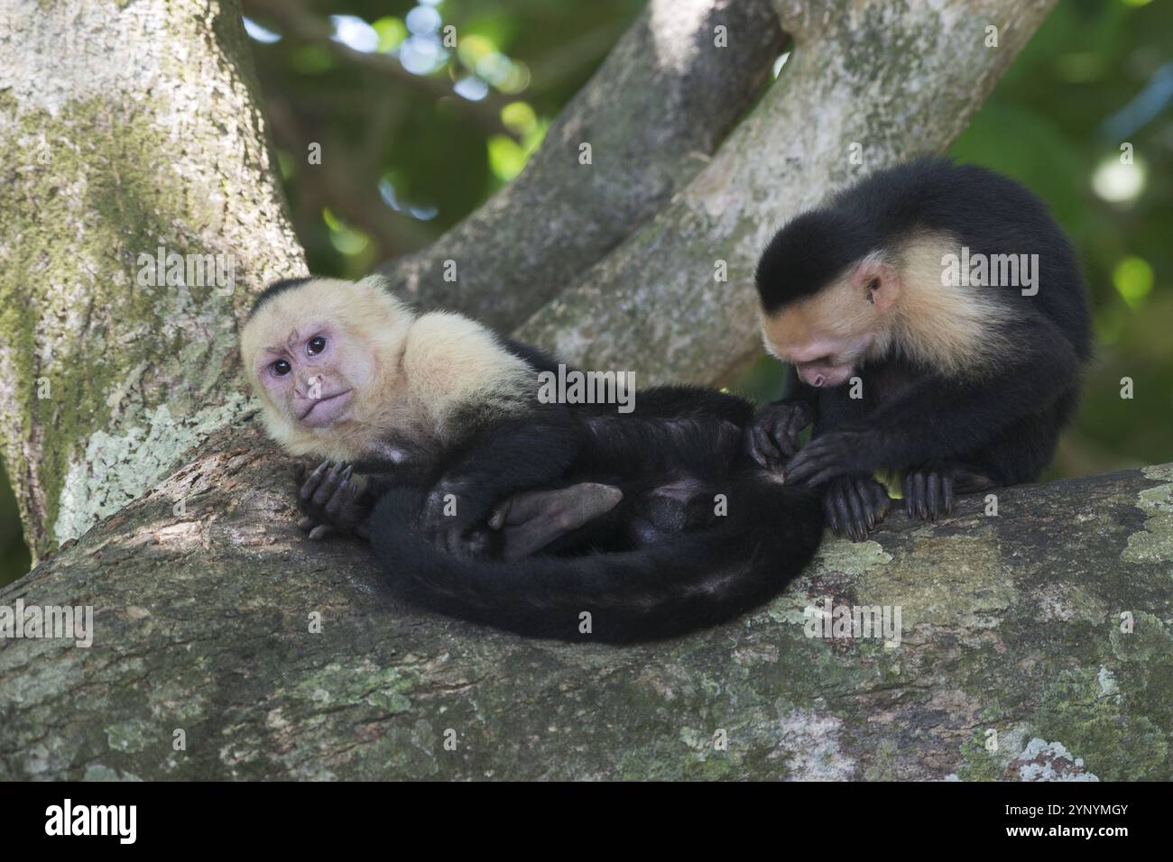 White-shouldered capuchin monkeys (Cebus capucinus), Manuel Antonio ...