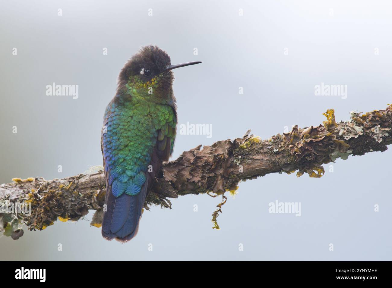Fire-throated hummingbird (Panterpe insignis), Parque National Los ...