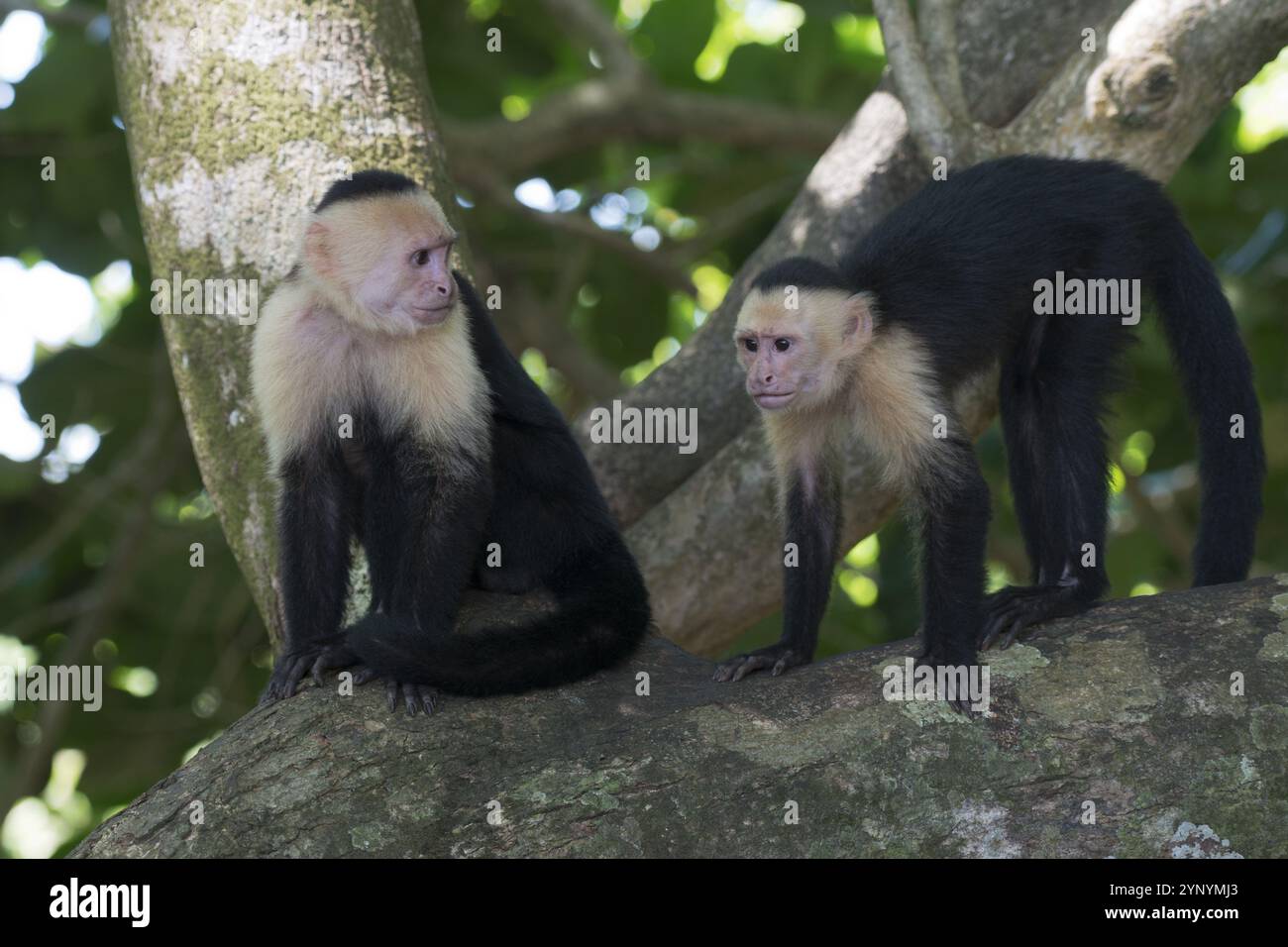 White-shouldered capuchin monkeys (Cebus capucinus), Manuel Antonio ...