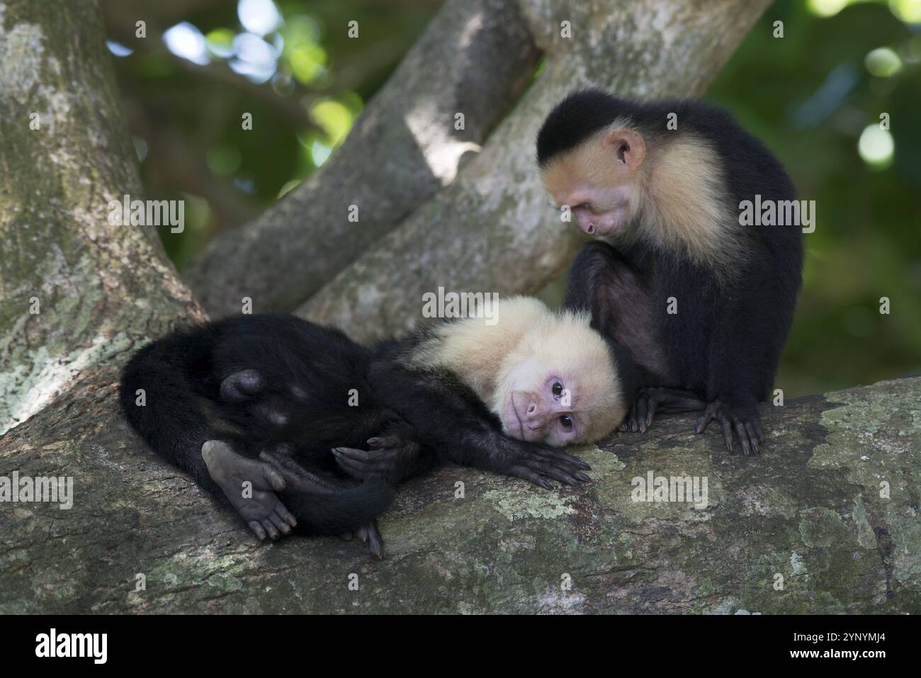 White-shouldered capuchin monkeys (Cebus capucinus), Manuel Antonio ...