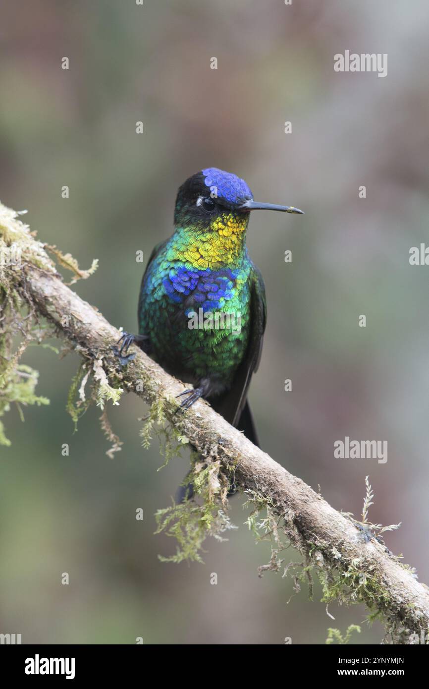 Fire-throated hummingbird (Panterpe insignis), Parque National Los ...