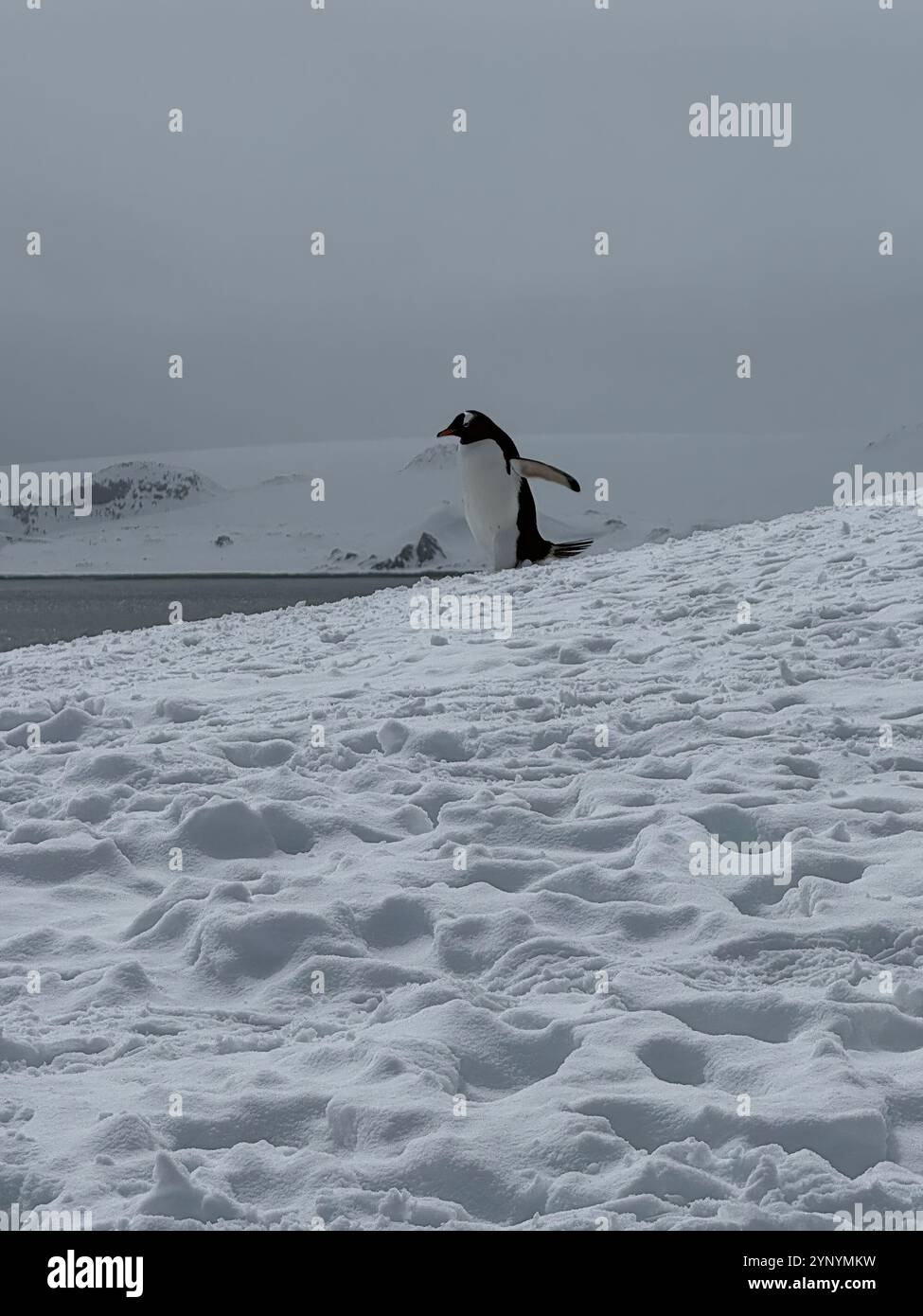 Explore Antarctica 2025. Antarctica mountains, sea and penguin in South ...
