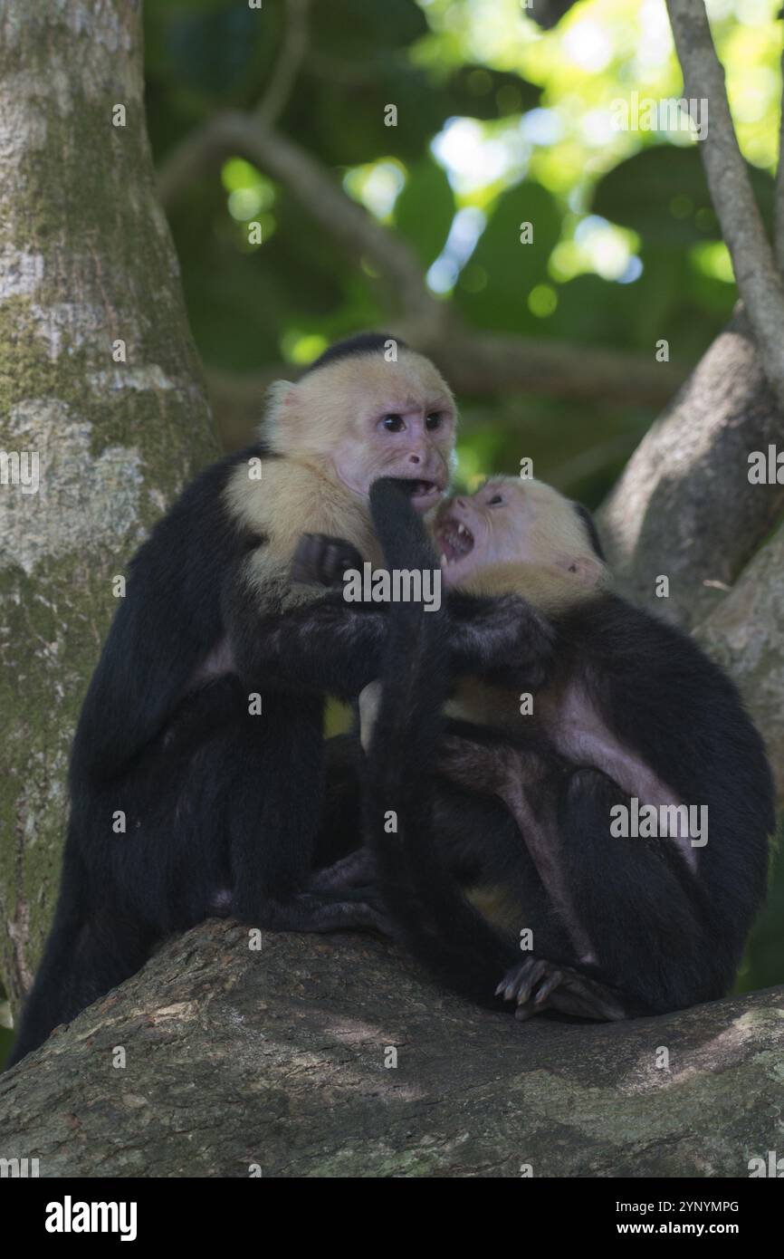 White-shouldered capuchin monkeys (Cebus capucinus), Manuel Antonio ...