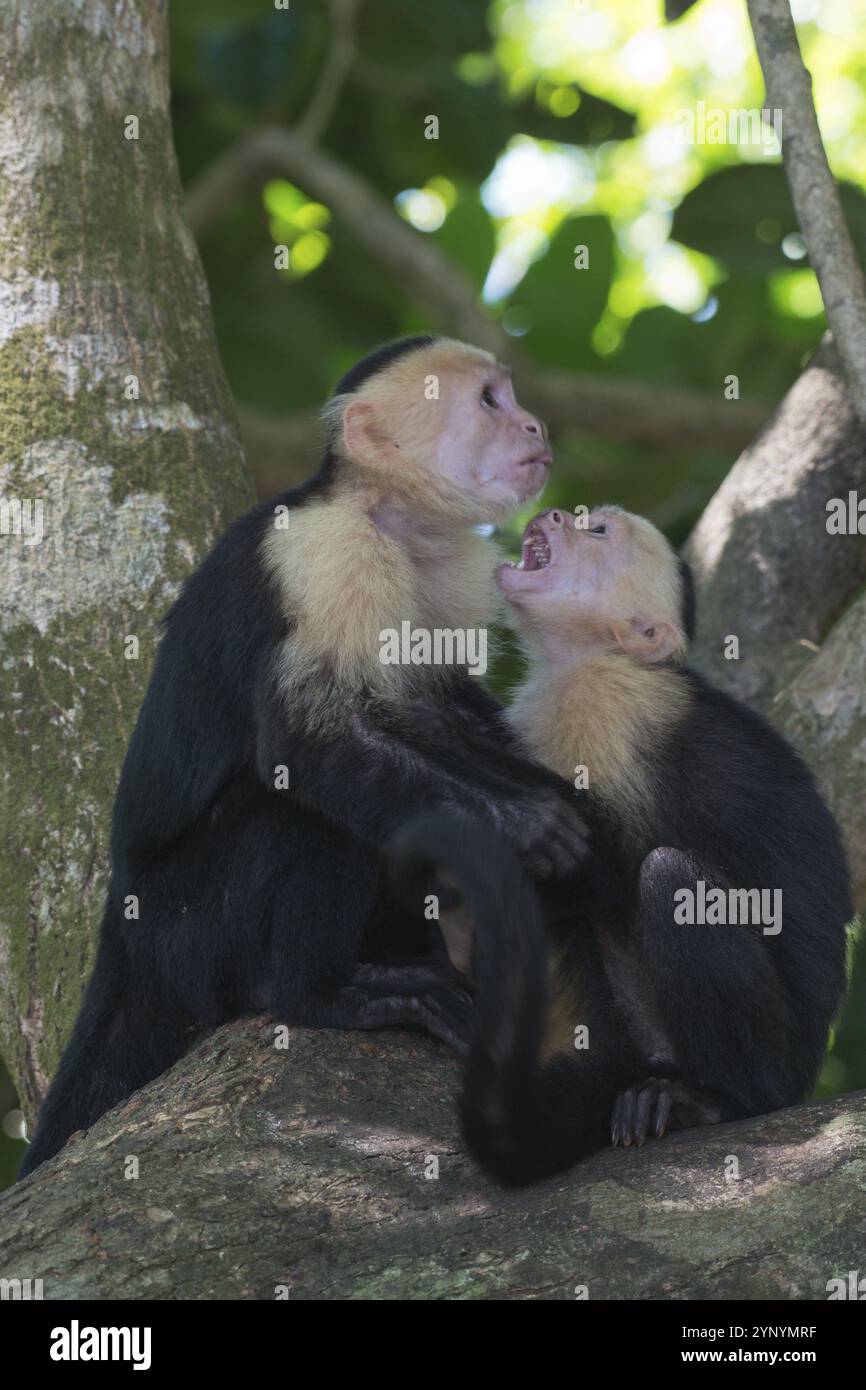 White-shouldered capuchin monkeys (Cebus capucinus), Manuel Antonio ...