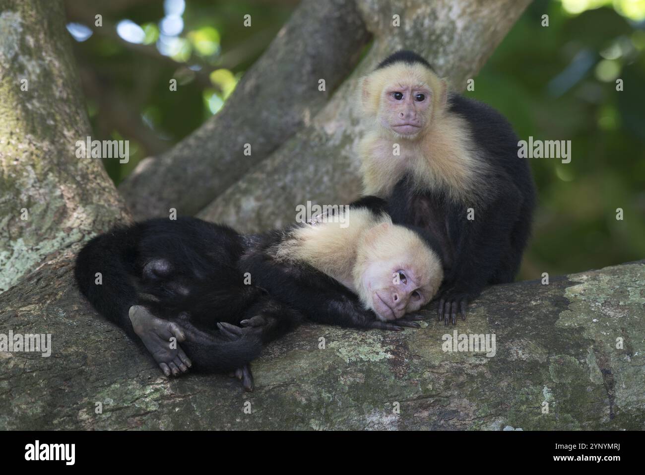 White-shouldered capuchin monkeys (Cebus capucinus), Manuel Antonio ...