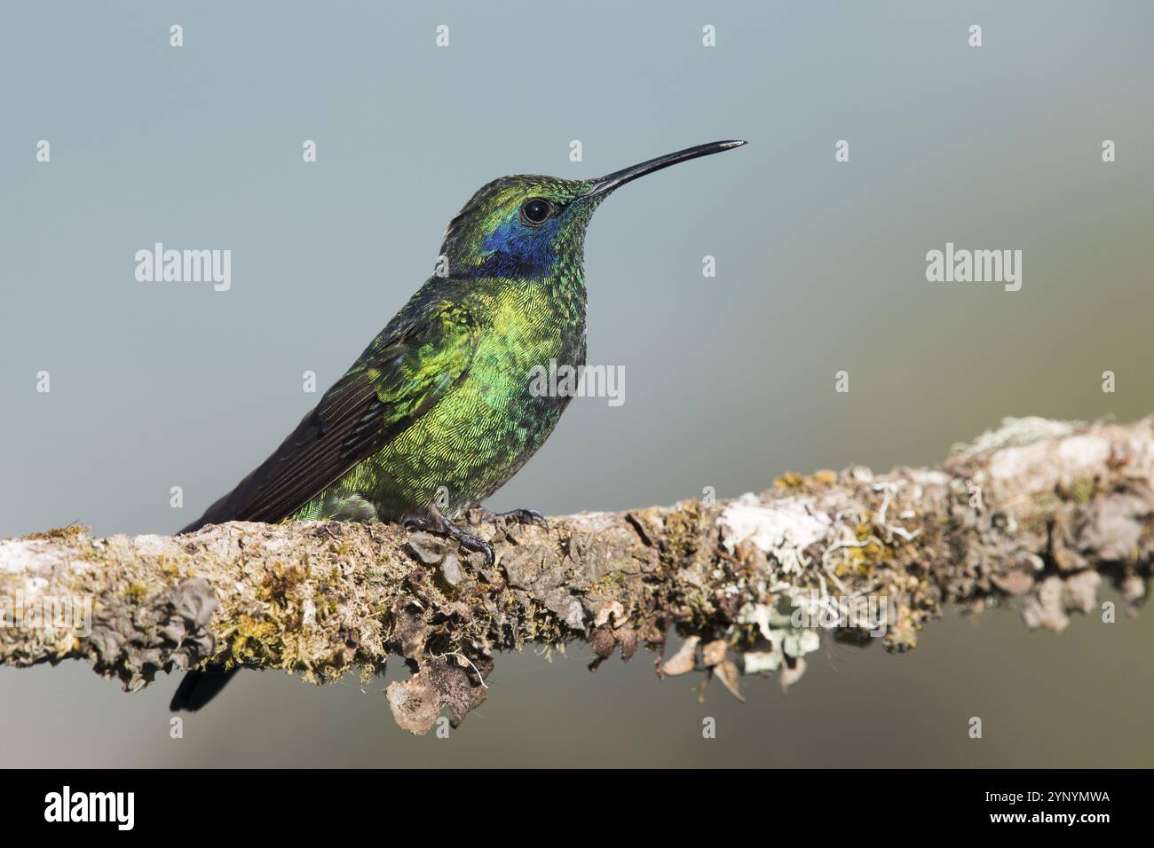 Small violet-eared hummingbird (Colibri thalassinus), Parque National ...