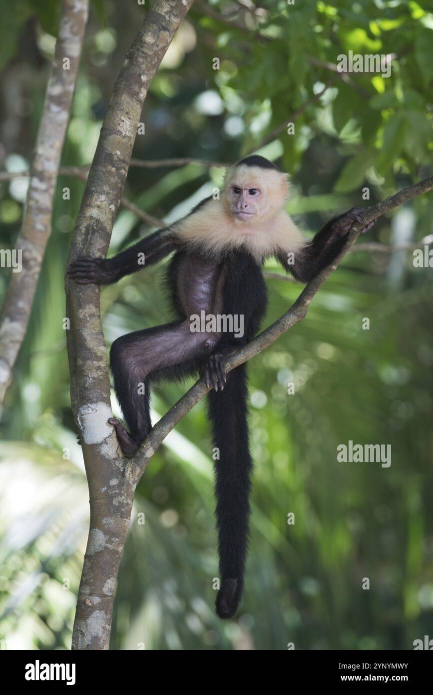 White-shouldered capuchin monkey (Cebus capucinus), Manuel Antonio ...