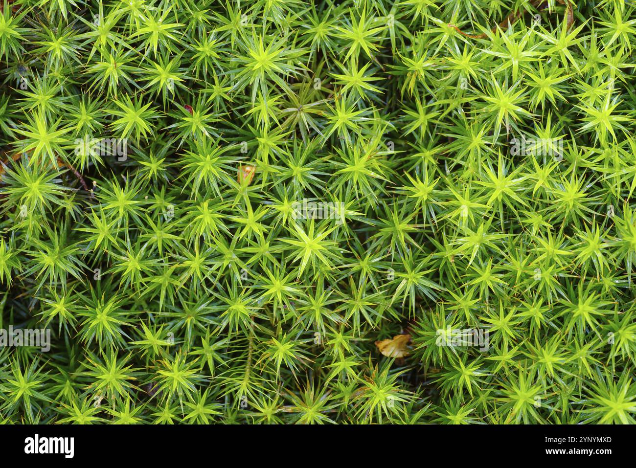 Detailed moss hi-res stock photography and images - Alamy
