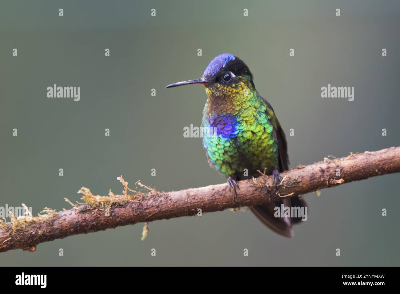 Fire-throated hummingbird (Panterpe insignis), Parque National Los ...