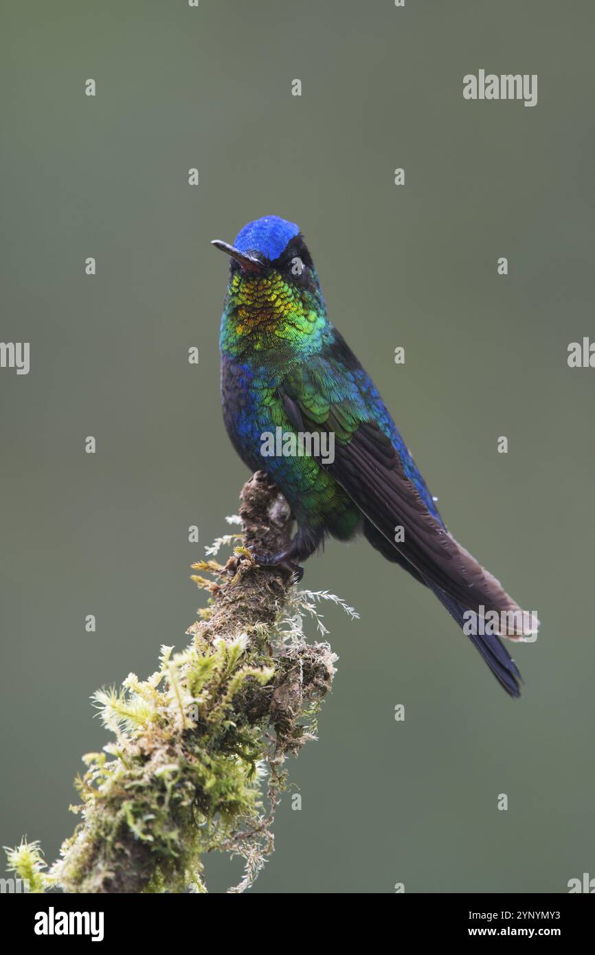 Fire-throated hummingbird (Panterpe insignis), Parque National Los ...