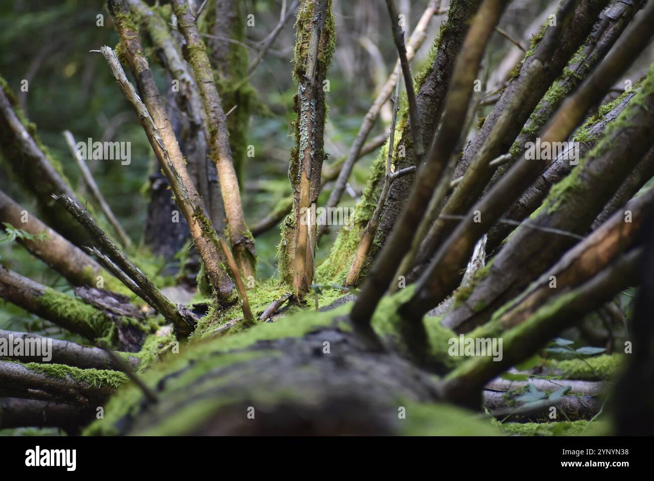 Fallen moss-covered spruce trunk, appears abstract, symbol of nature ...