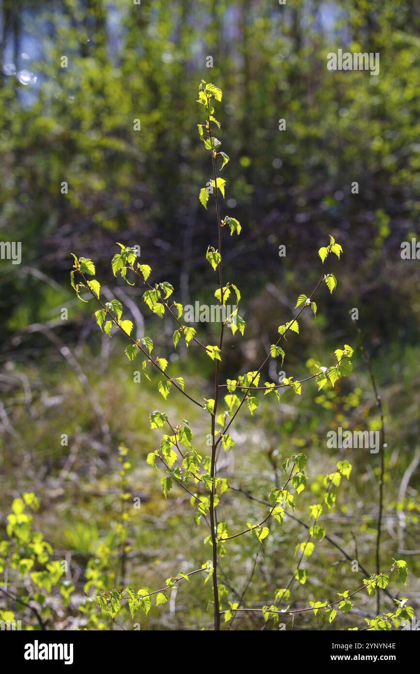 New young fresh leaves hi-res stock photography and images - Alamy