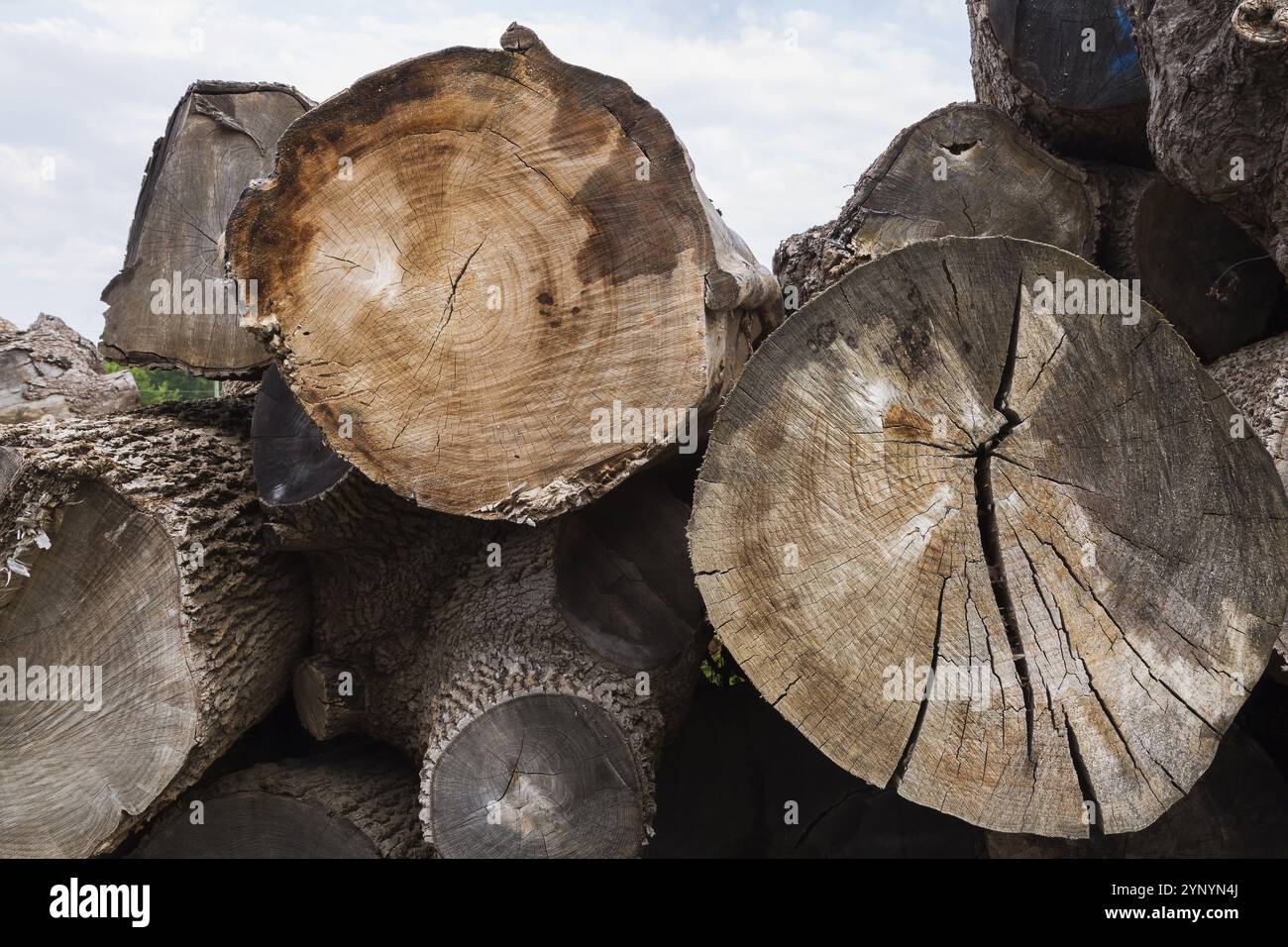 Close-up of pile of large cut and stacked logs some stripped of their ...