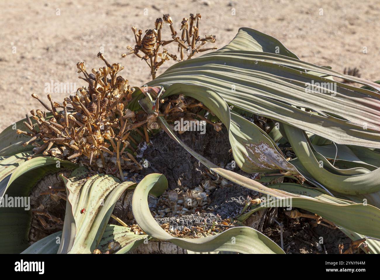Welwitschia (Welwitschia mirabilis), Namibia, Africa Stock Photo - Alamy