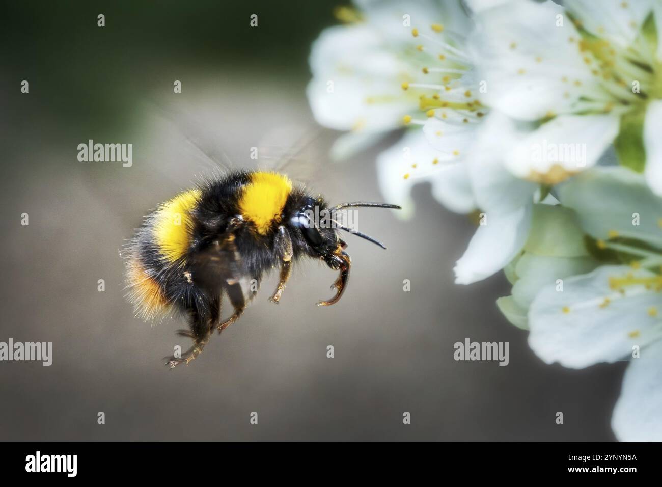 Blossom tree bees blooming trees hi-res stock photography and images ...