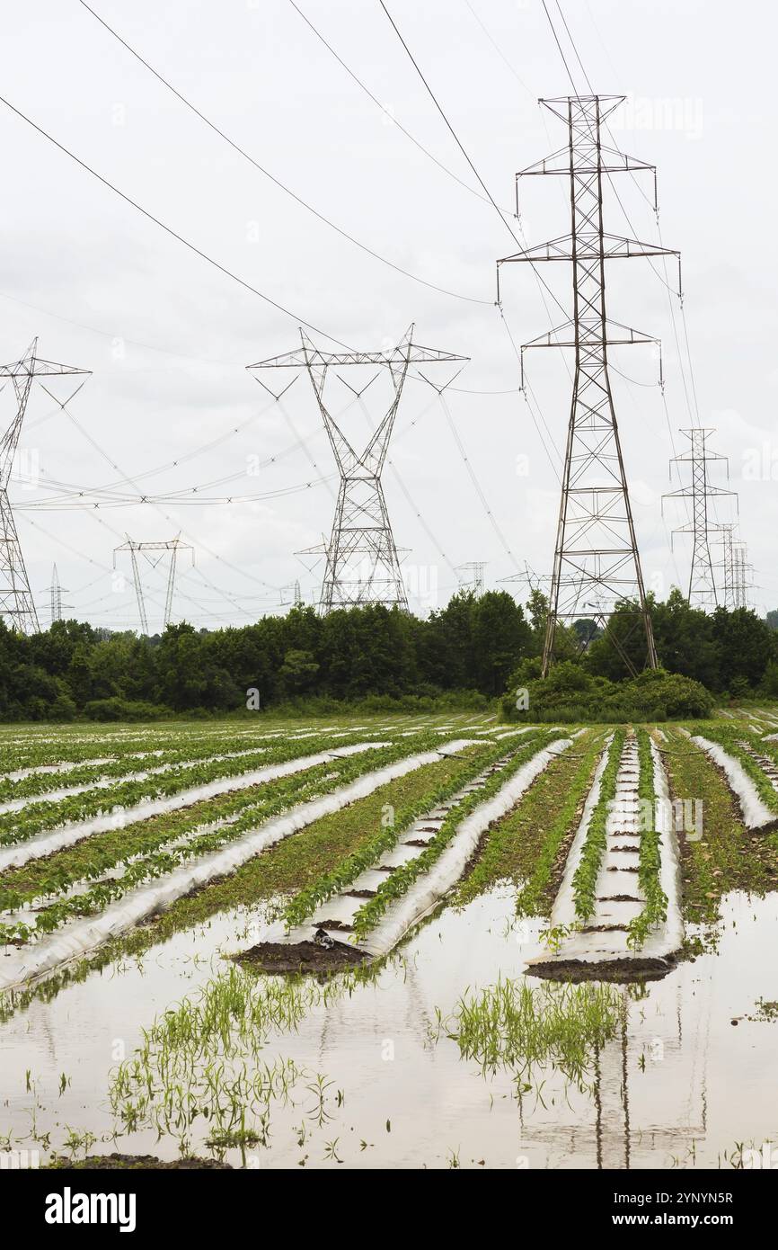 Young vegetable crops protected by plastic sheeting growing in ...
