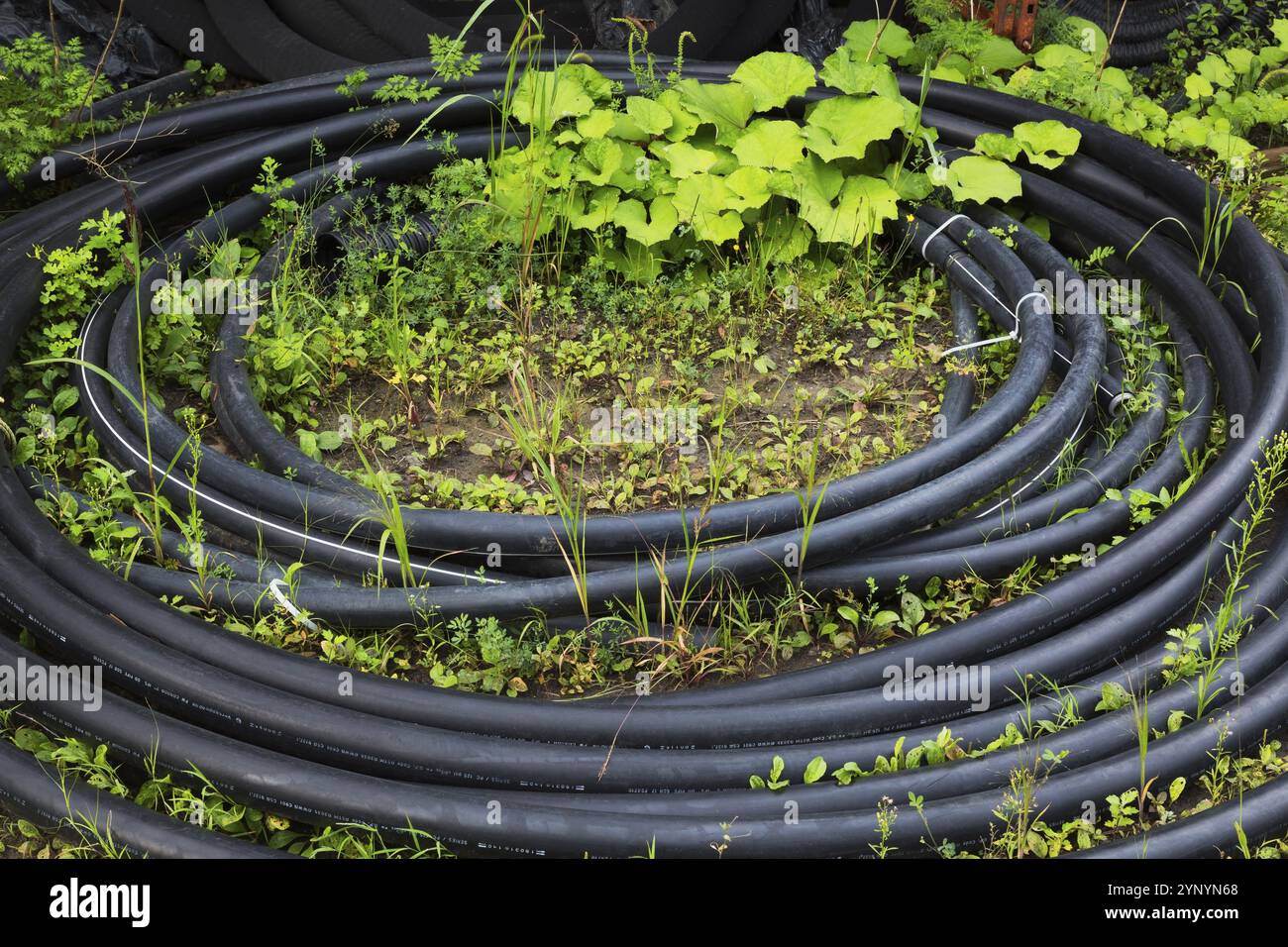 Petasites - Butterbur plants growing amongst coiled flexible black ...