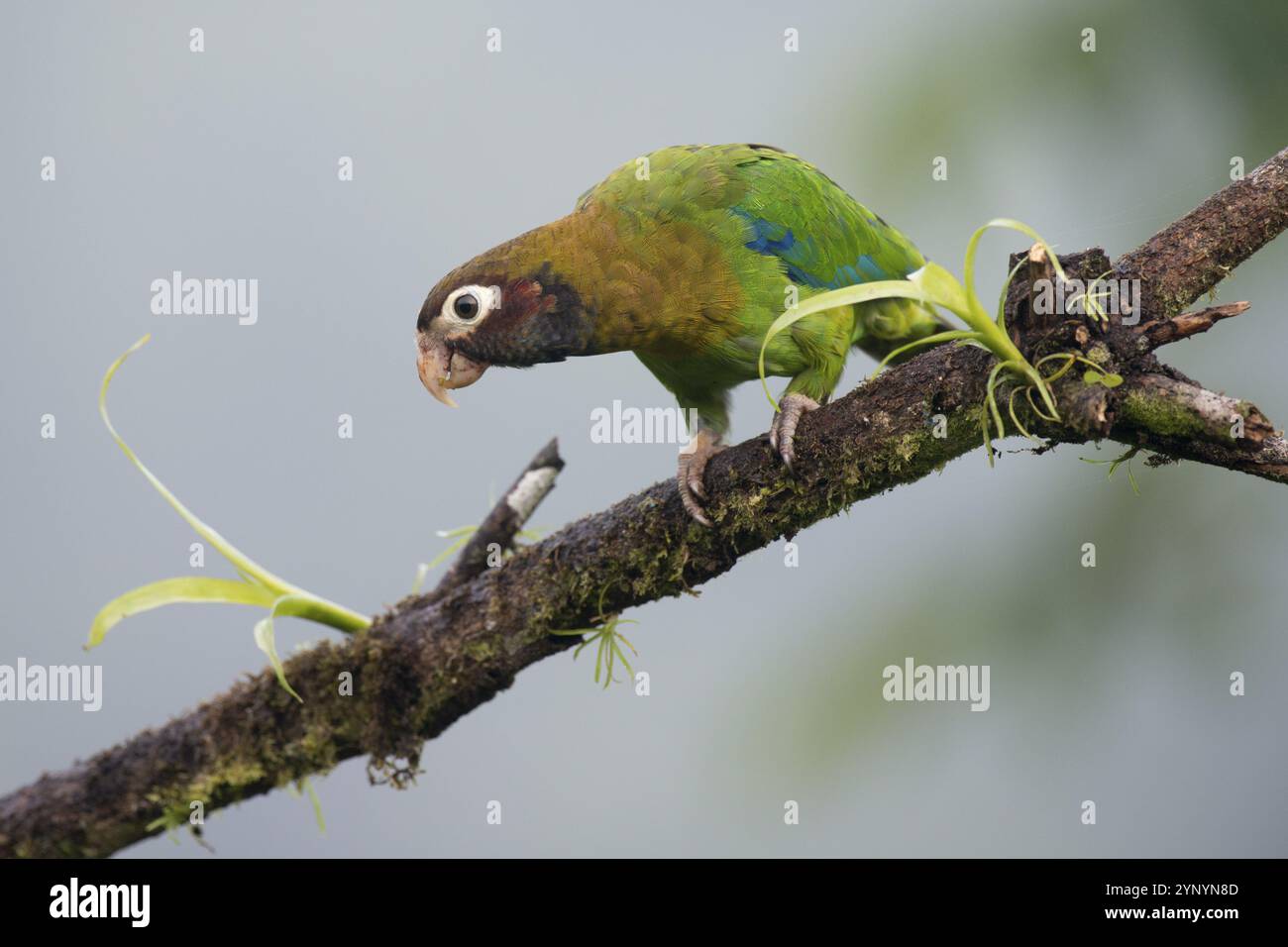 Grey-cheeked parrot (Pyrilia haematotis), Costa Rica, Central America ...